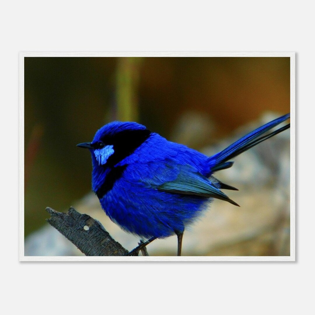 Blue Bird Art Australian Bird Print Splendid Fairywren Photo Australian ...