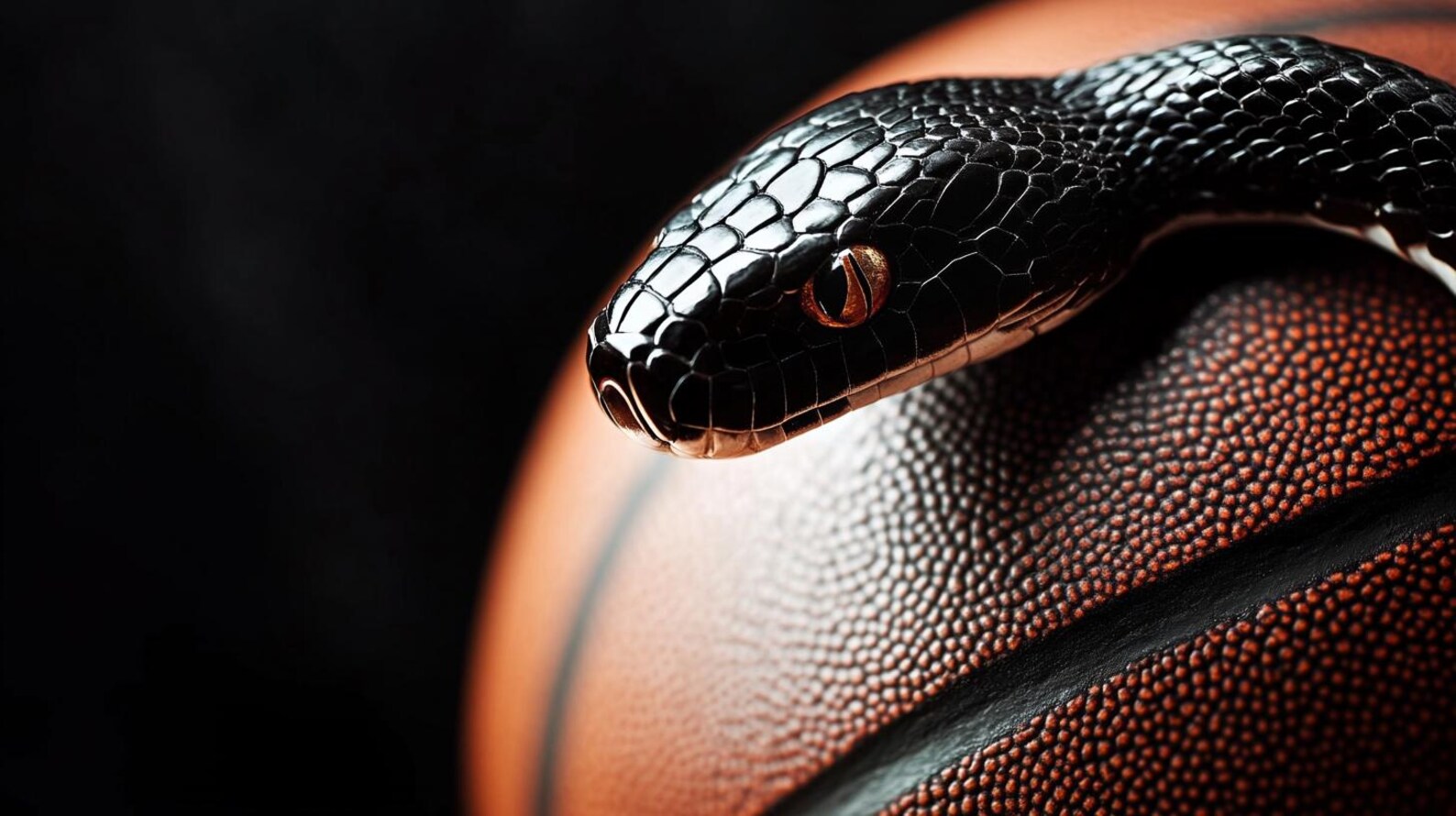 Black Snake Basketball Photo Backgrounds: Sports Digital Backdrops ...