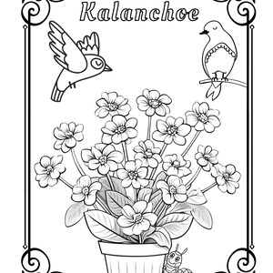 Flowers A to Z Adult Coloring Book, Floral Coloring Pages, Stress ...