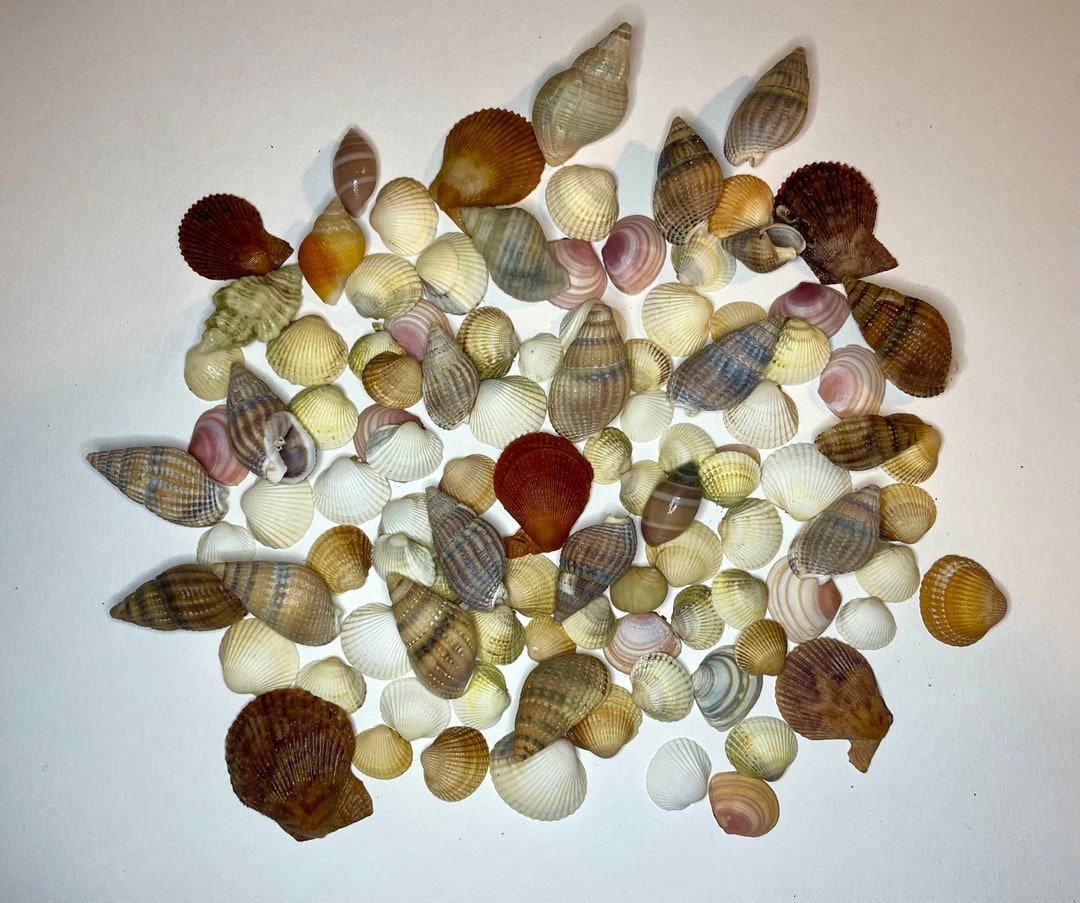 Small and Micro Natural Sea Shells - Etsy UK