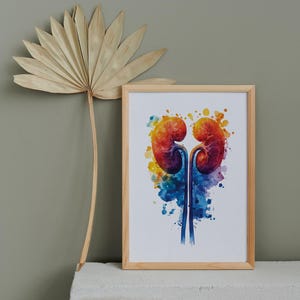 Human Kidneys Watercolor Art Print, Medical Anatomy Wall Decor ...