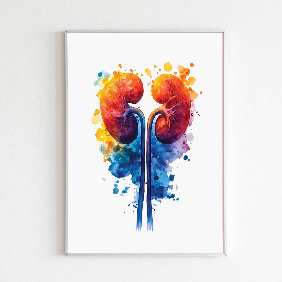 Human Kidneys Watercolor Art Print, Medical Anatomy Wall Decor ...