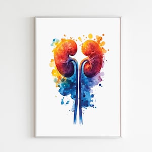 Human Kidneys Watercolor Art Print, Medical Anatomy Wall Decor ...