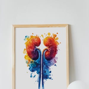 Human Kidneys Watercolor Art Print, Medical Anatomy Wall Decor ...