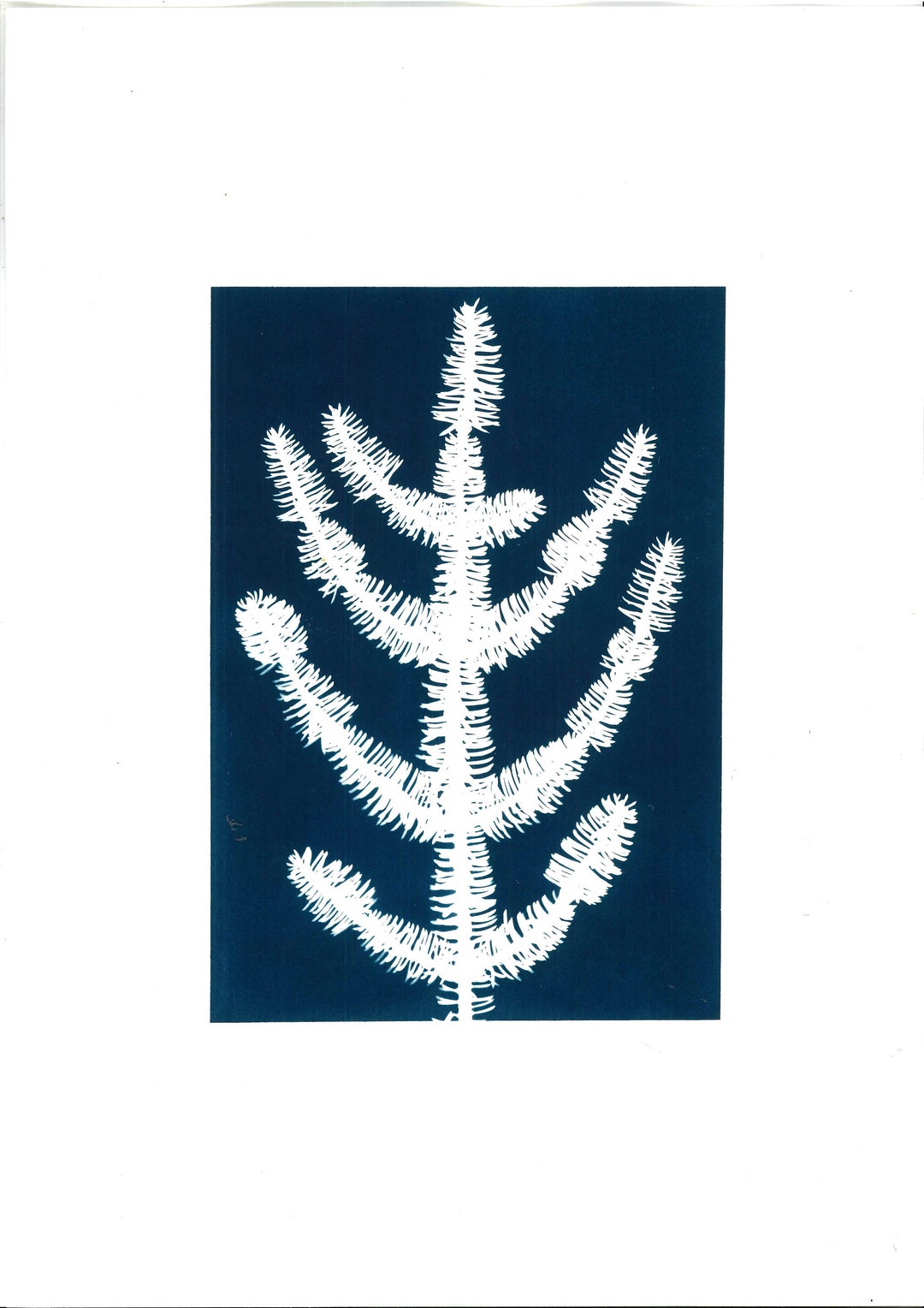 Abies Pinsapo, Blue, Decoration, Sheet, Cyanotype, Poster, Print, Print ...