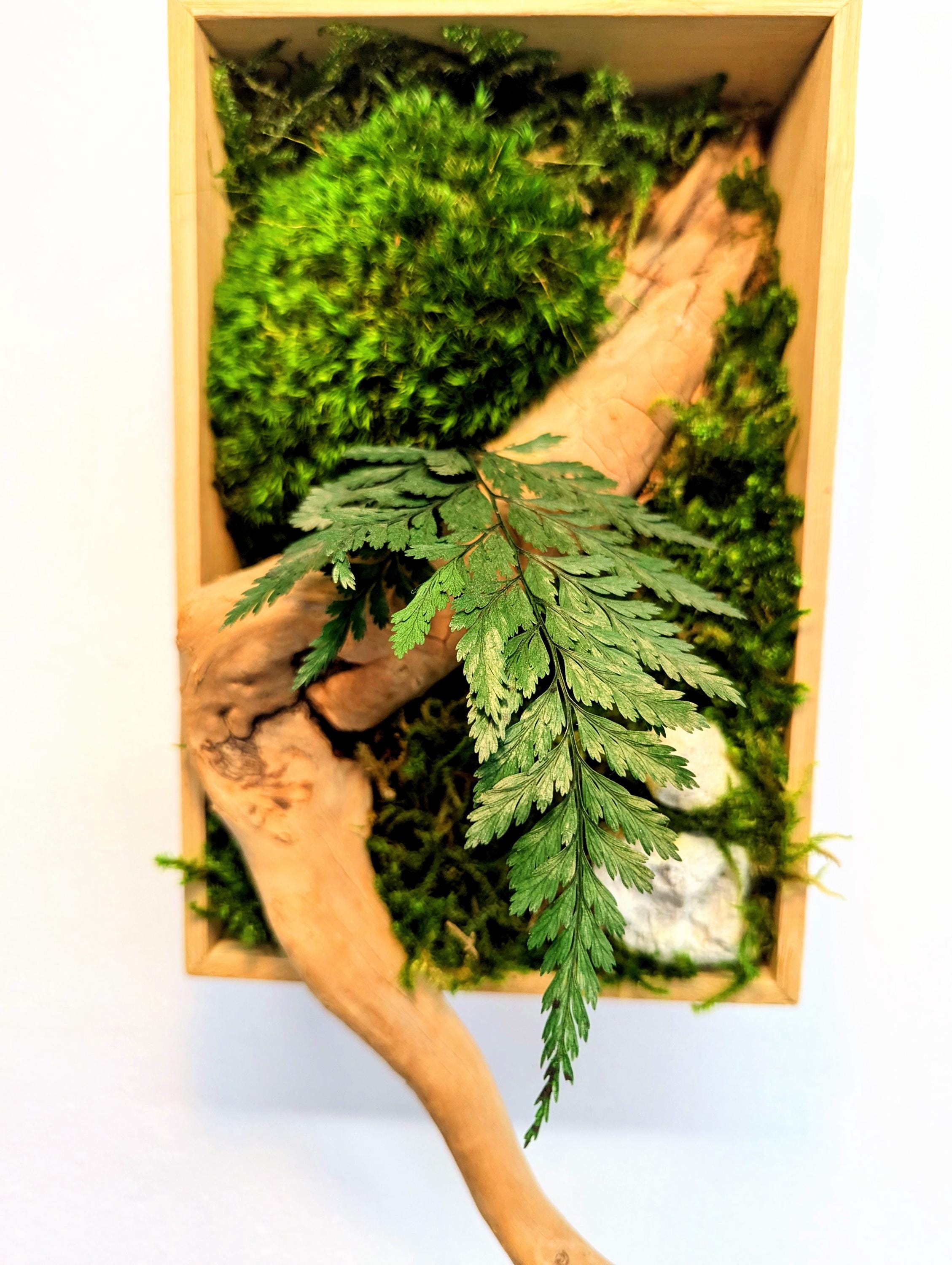 Botanical Frame: Wood - Etsy