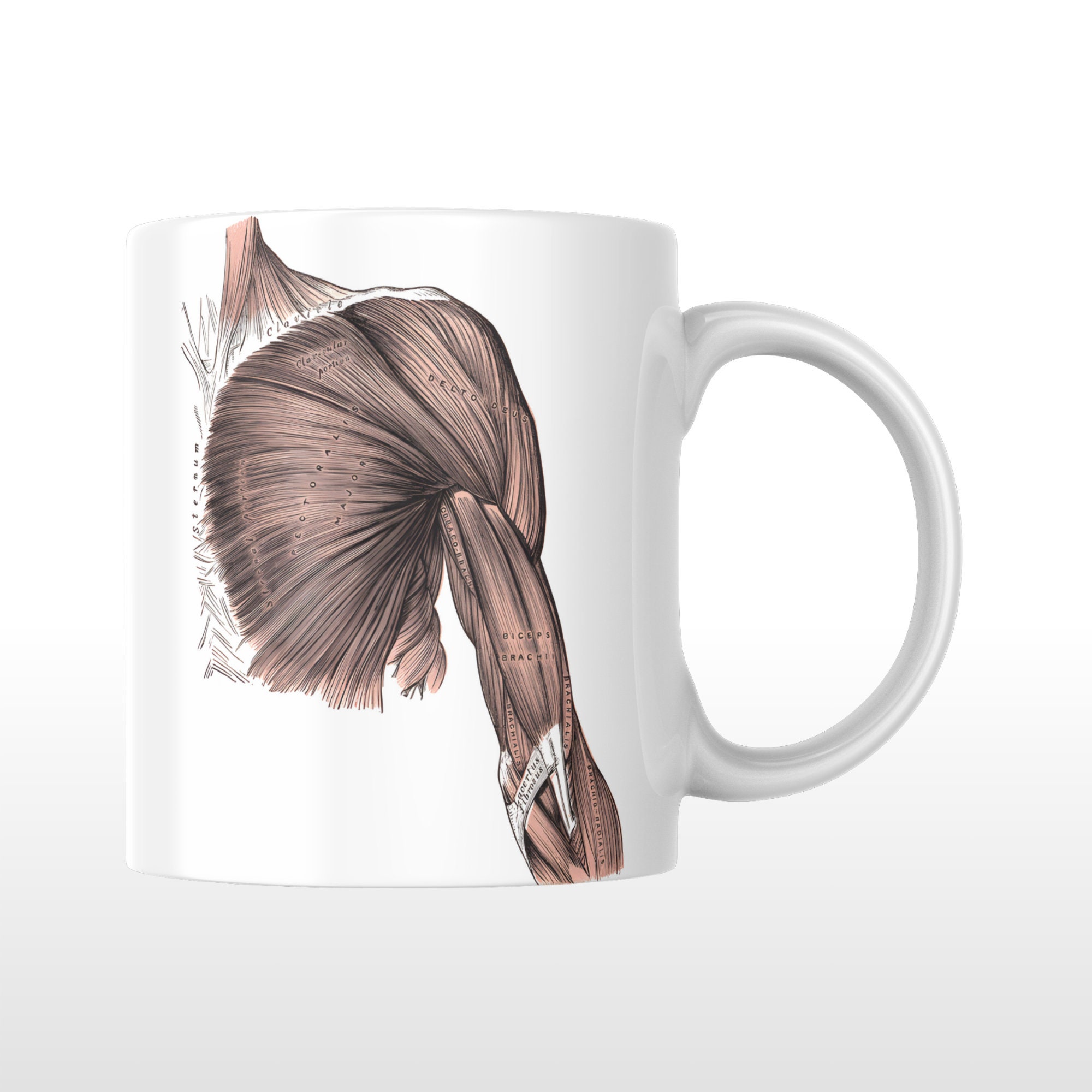 Gray's Anatomy Mug Superficial Muscles of the Anterior Arm 11oz 325ml ...