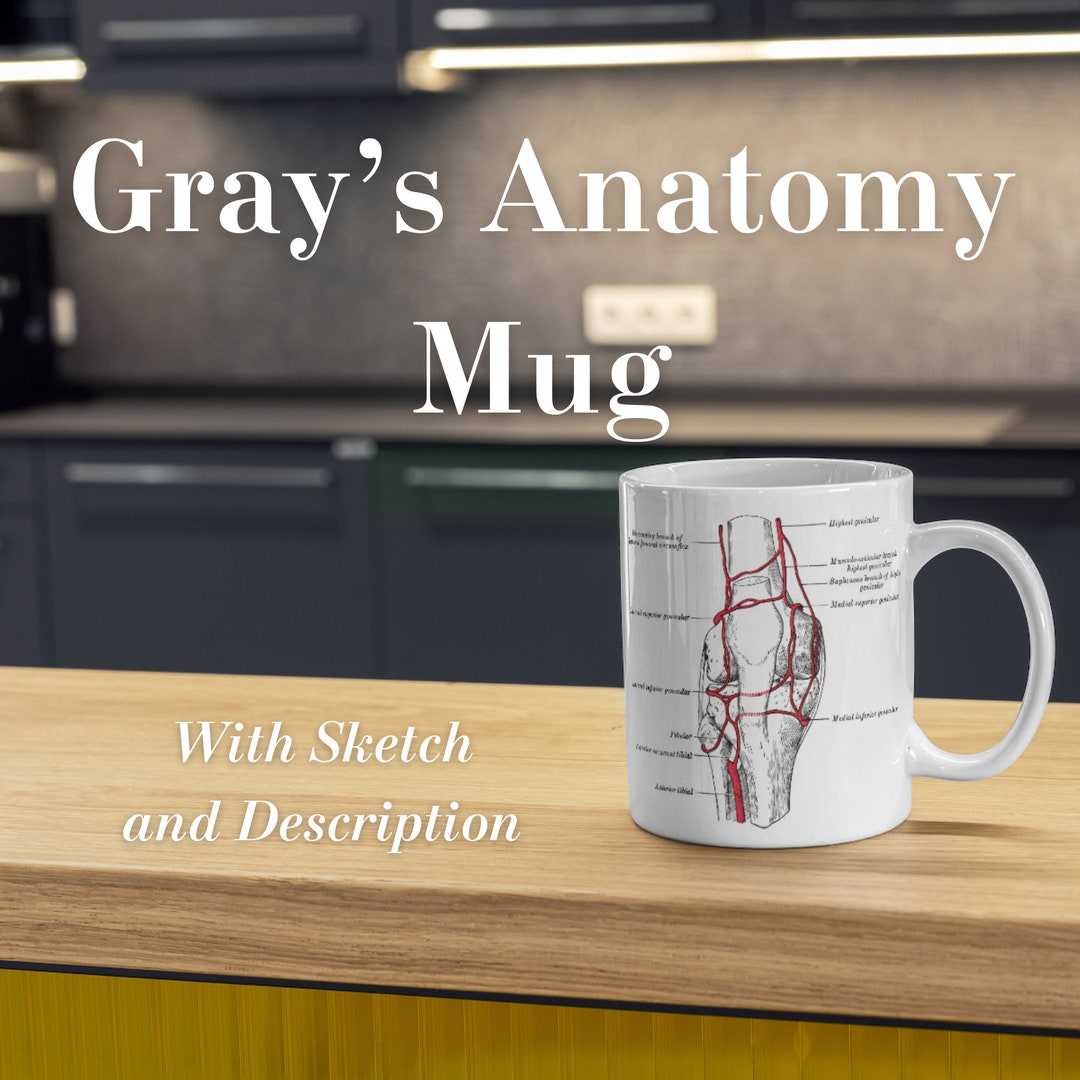 Gray's Anatomy Mug the Popliteal Arteries 11oz 325ml Mug for Medical ...