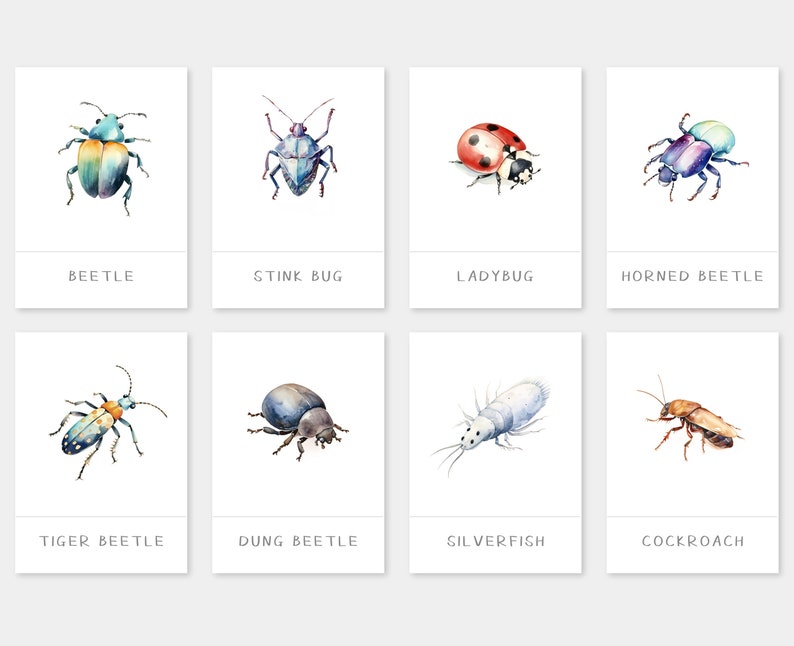 32 Insect Cards, Pre-school Cards, Montessori Flash Cards, Rainbow ...