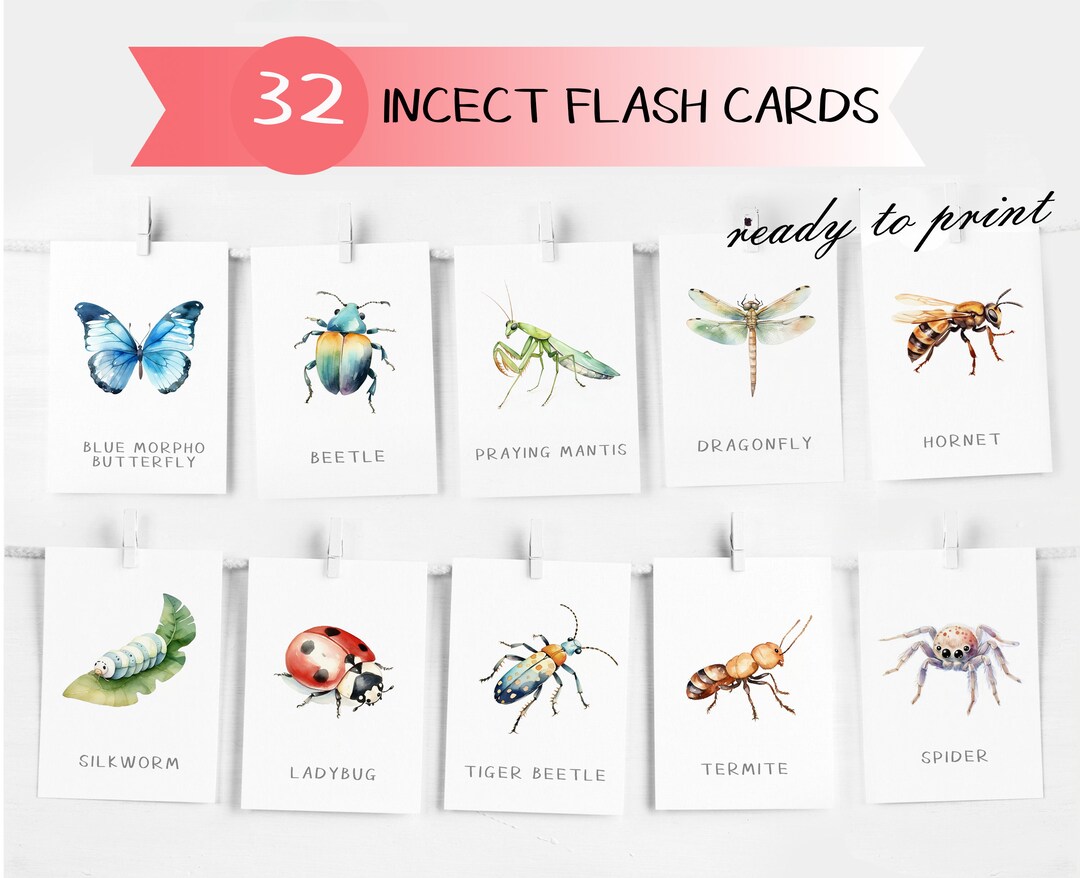 32 Insect Cards, Pre-school Cards, Montessori Flash Cards, Rainbow ...