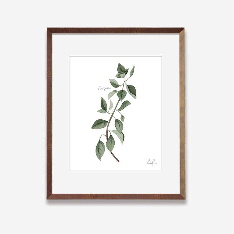 Oregano Herb Watercolor Art Print | Herbs Decor | Herbs Watercolor Art ...
