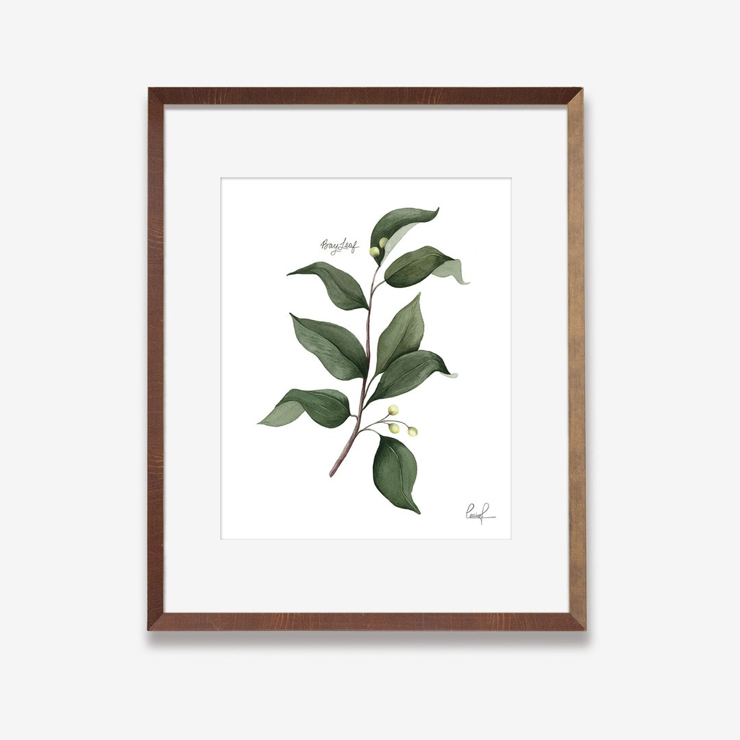 Bay Leaf Herb Watercolor Art Print | Herbs Decor | Herbs Watercolor Art ...