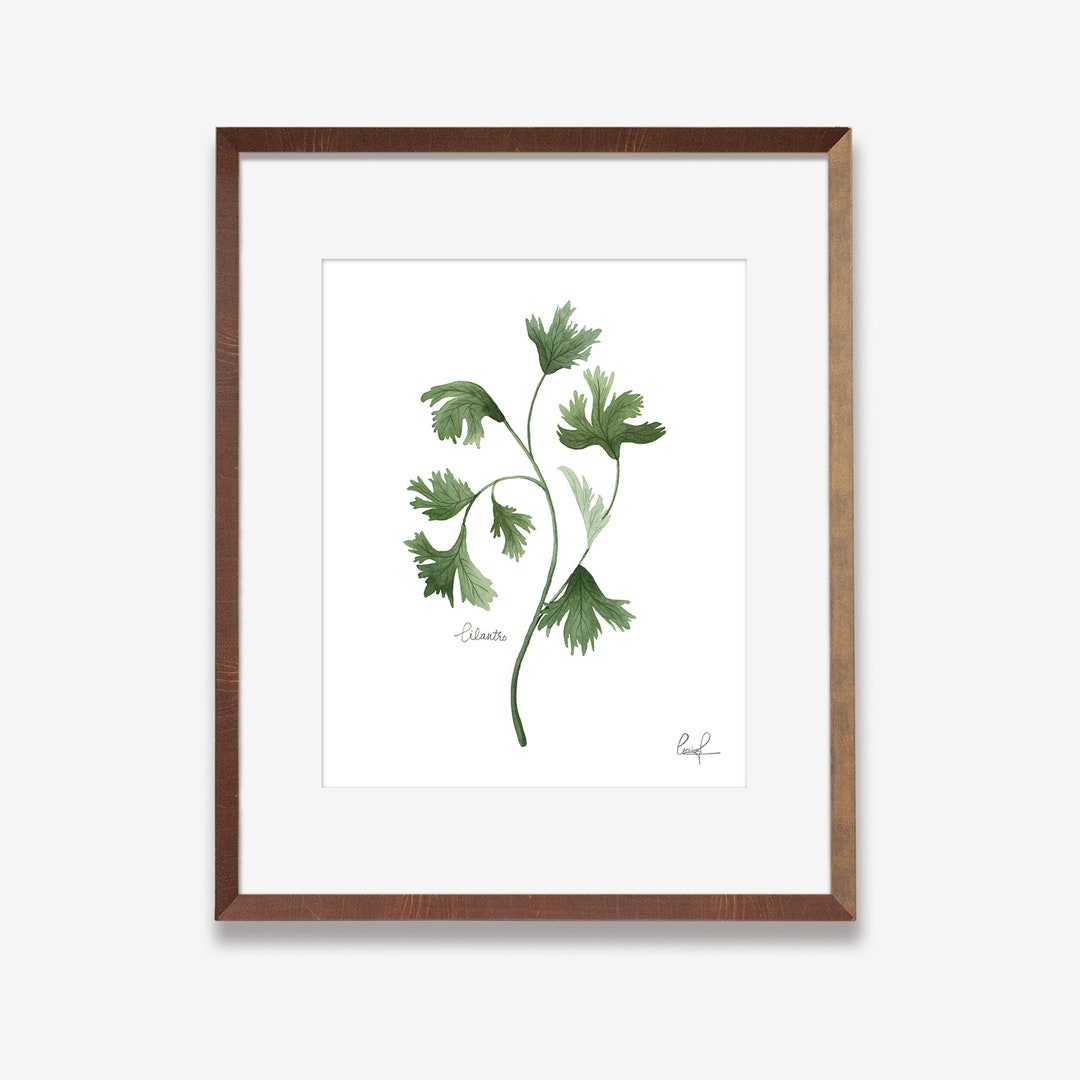 Cilantro Herb Watercolor Art Print | Herbal Painting Print | Neutral ...