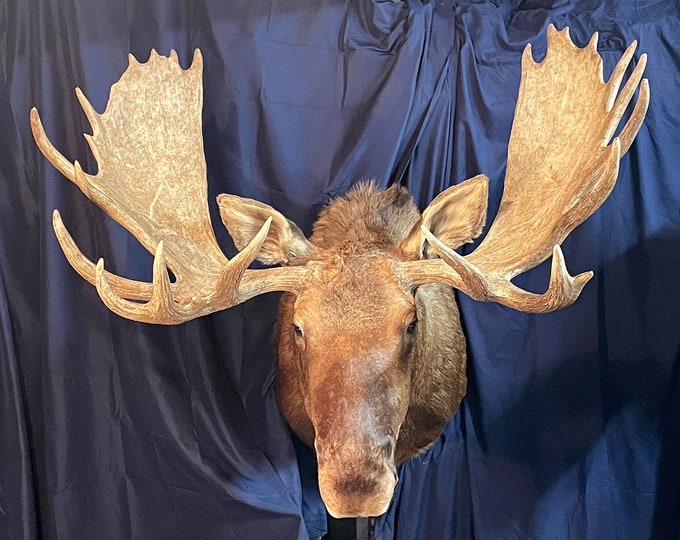 Moose Head Mount Taxidermy - Etsy
