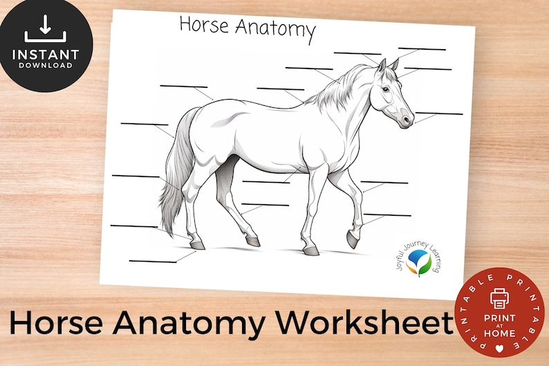 Horse Anatomy Diagram for Young Learners | Homeschool Resource | Horse ...