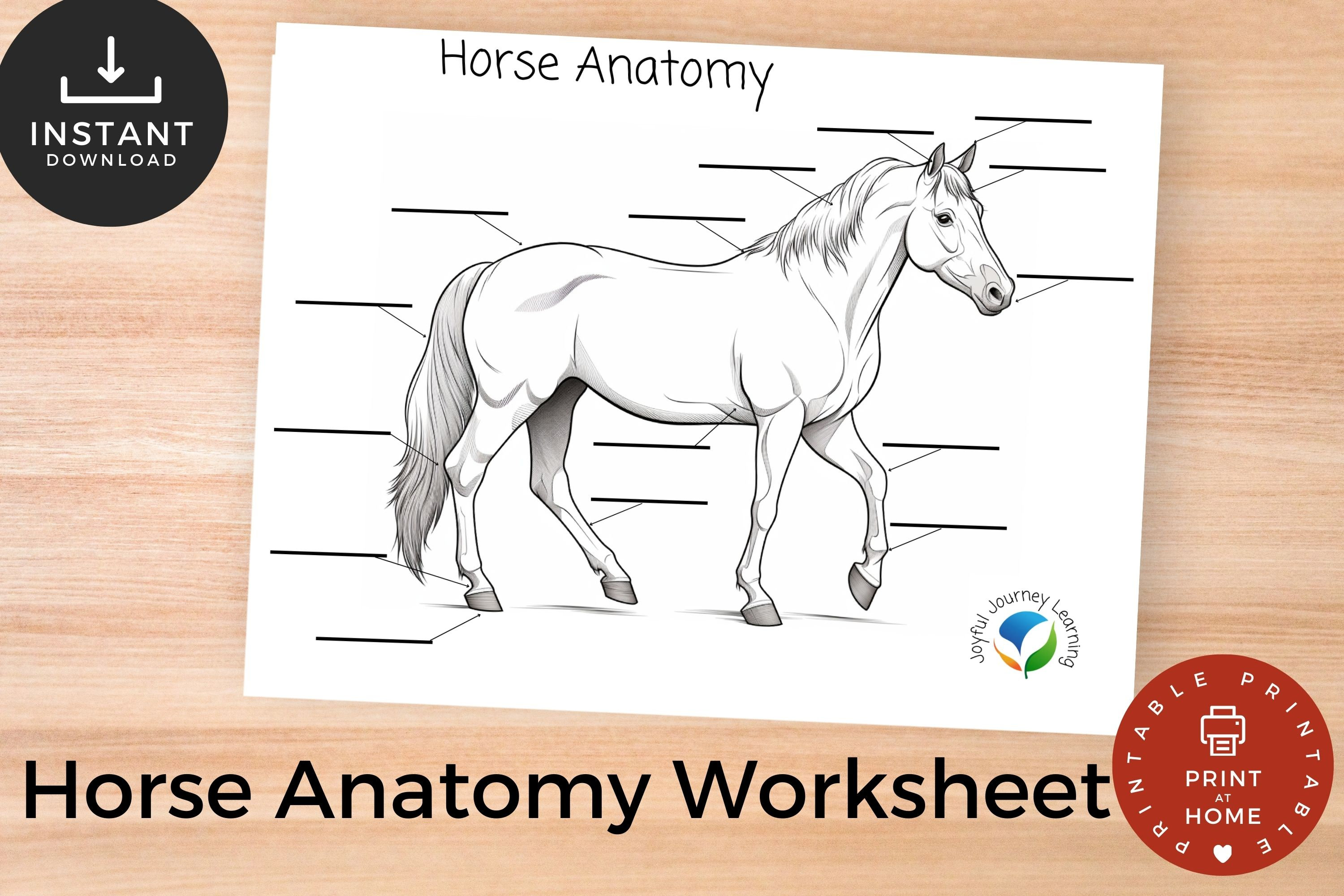Horse Anatomy Diagram for Young Learners | Homeschool Resource | Horse Camp Resource | Pony Club ...