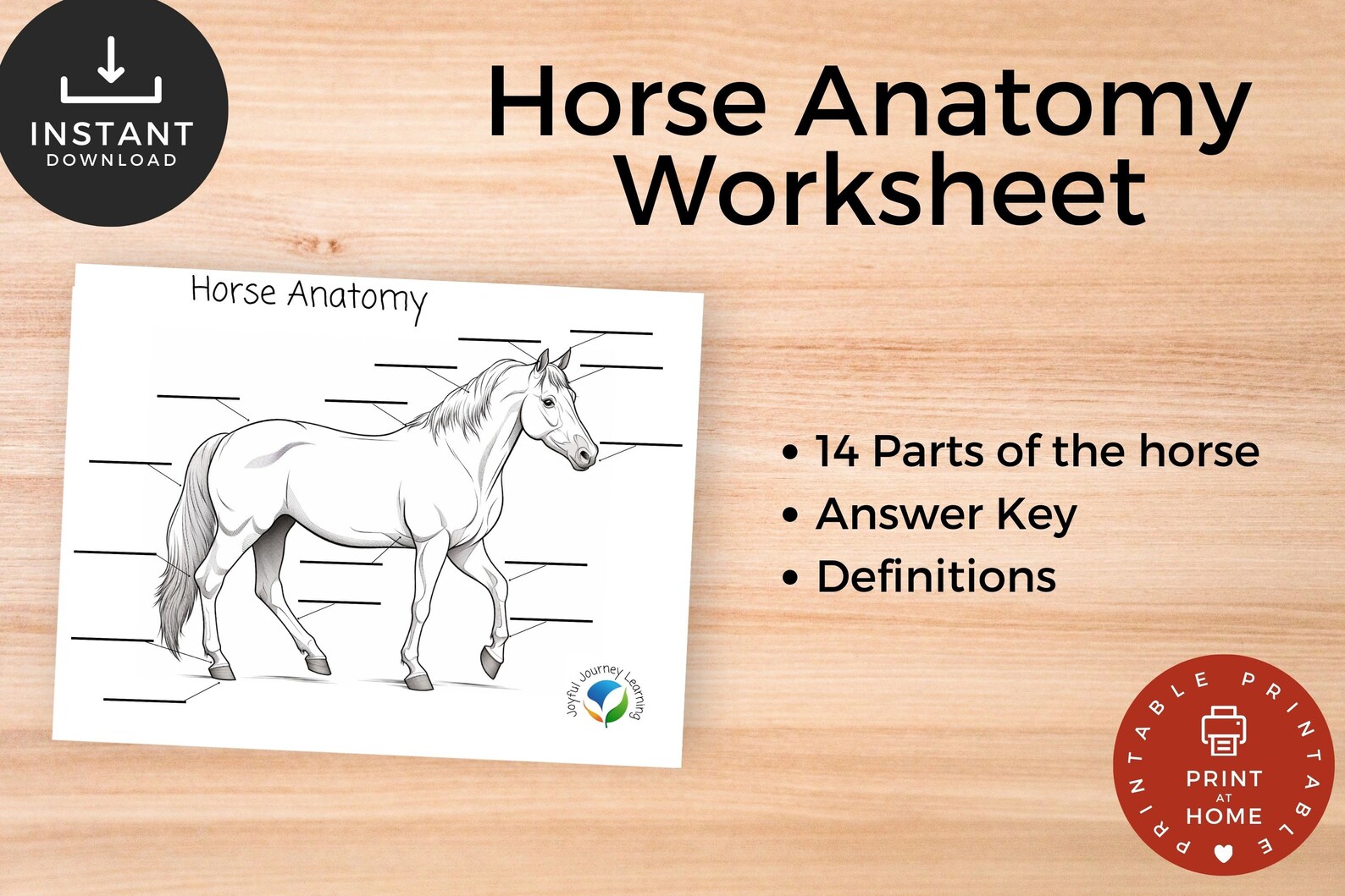 Horse Anatomy Diagram for Young Learners | Homeschool Resource | Horse ...