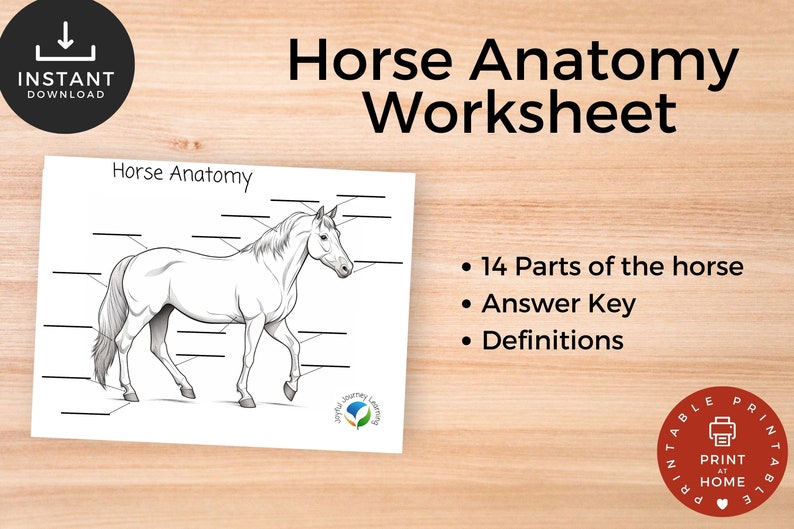 Horse Anatomy Diagram for Young Learners | Homeschool Resource | Horse ...