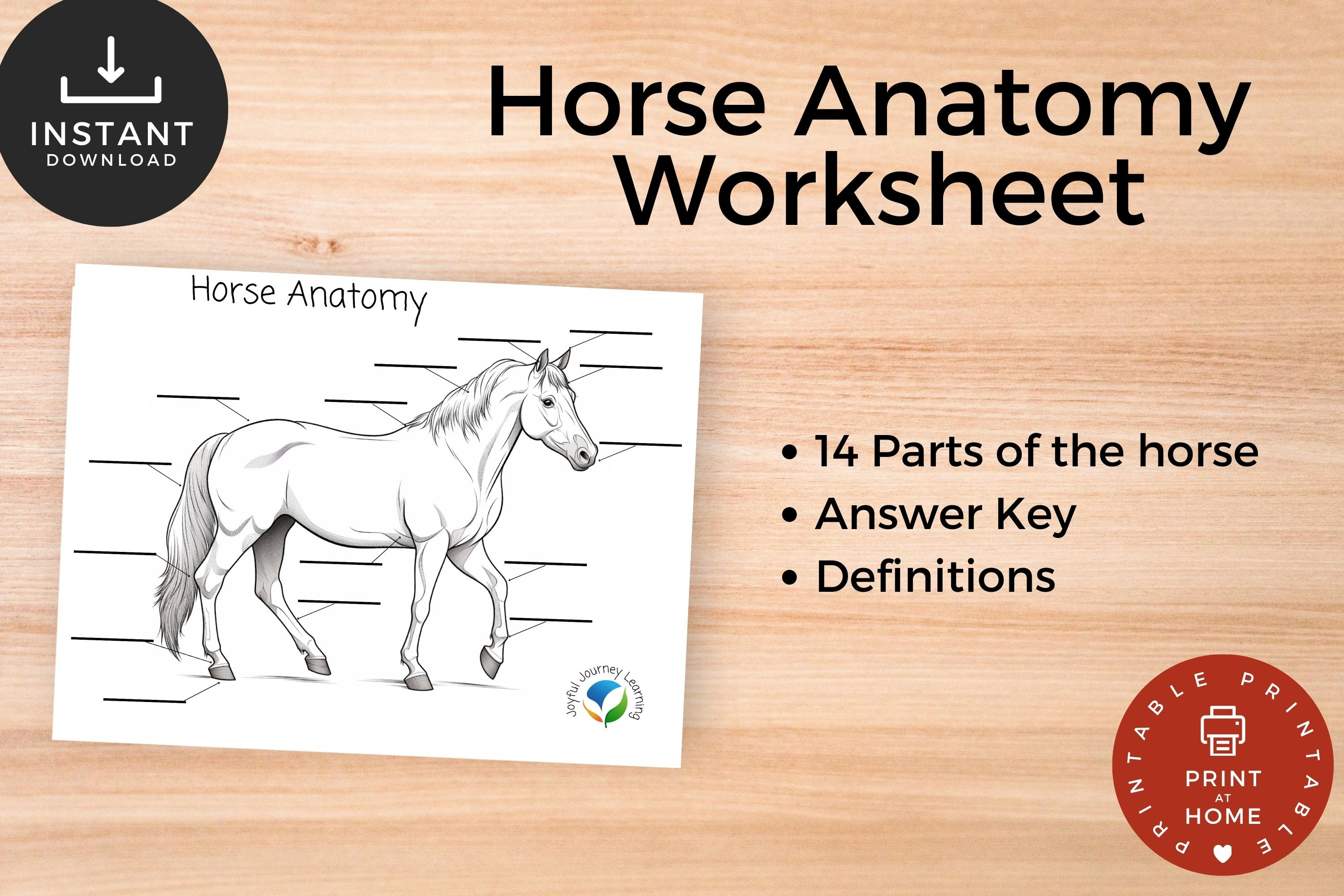 Horse Anatomy Diagram for Young Learners | Homeschool Resource | Horse Camp Resource | Pony Club ...