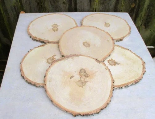 Birch Tree Slice, 10-11 Inch Birch Slice, Wood Slice, 1011 Wood Slice ...