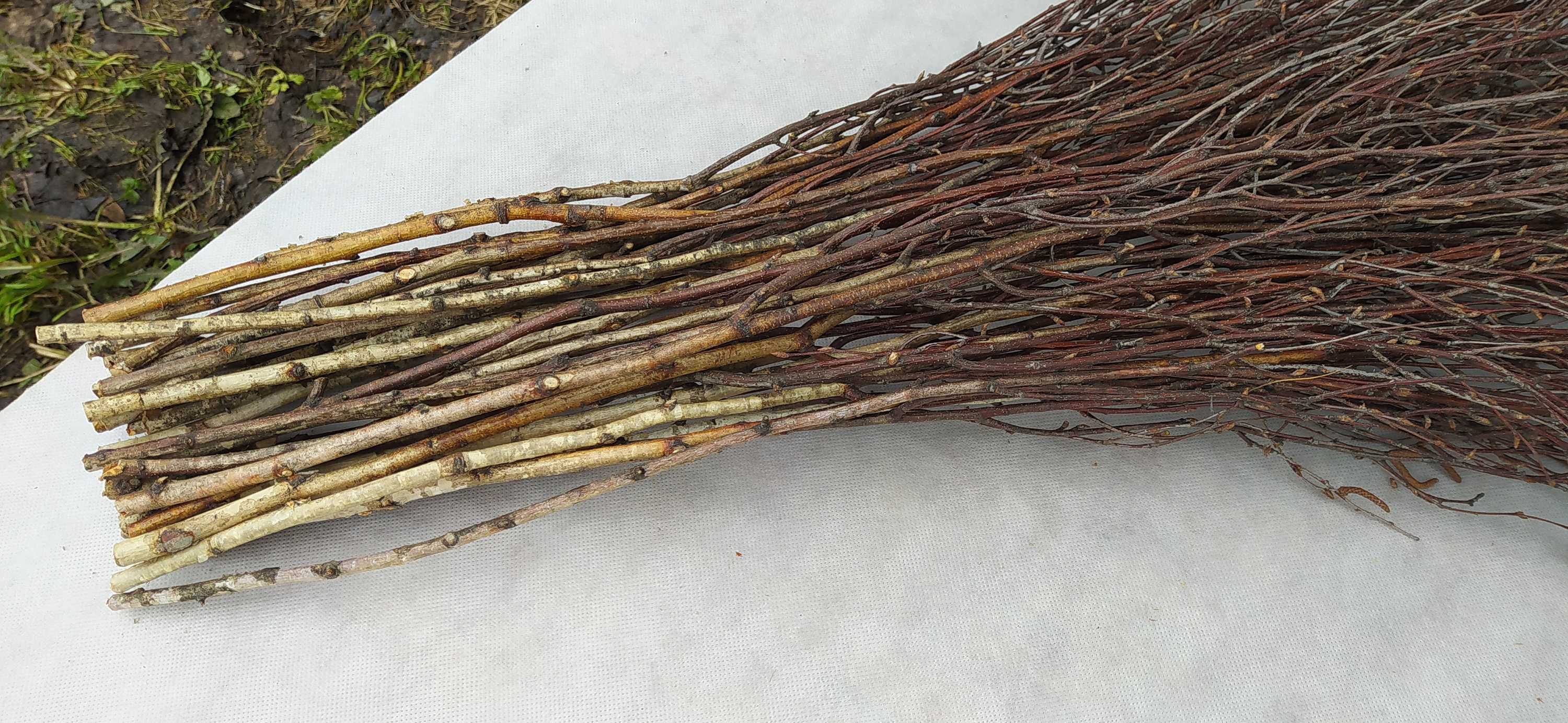 Long Birch Twigs, Birch Twigs, Birch Tree Branches, Birch Twigs Bundle ...