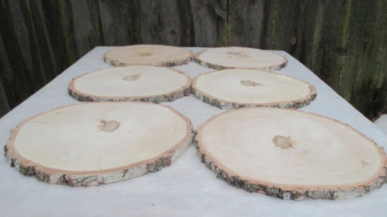 Birch Tree Slice, 10-11 Inch Birch Slice, Wood Slice, 1011 Wood Slice ...