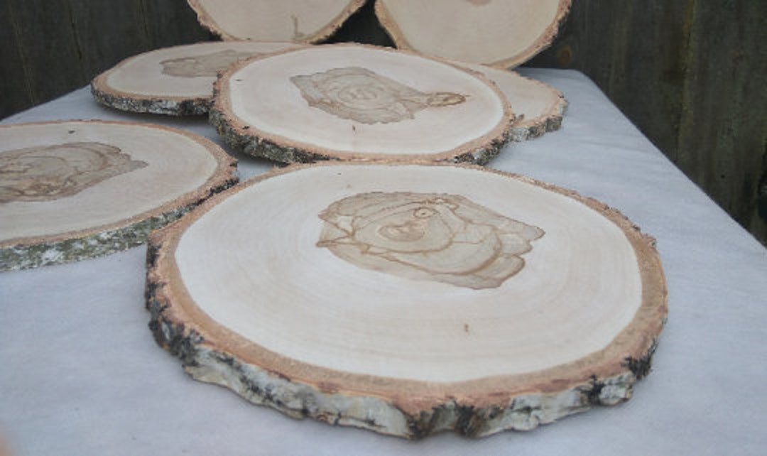 Birch Tree Slice, Approx.1112 Large Birch Wood Slice, Dried Tree Slice ...
