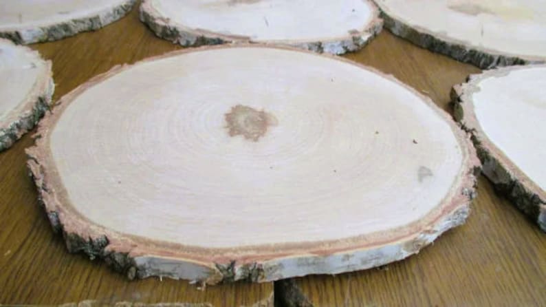Birch Tree Slice, 10-11 Inch Birch Slice, Wood Slice, 1011 Wood Slice ...