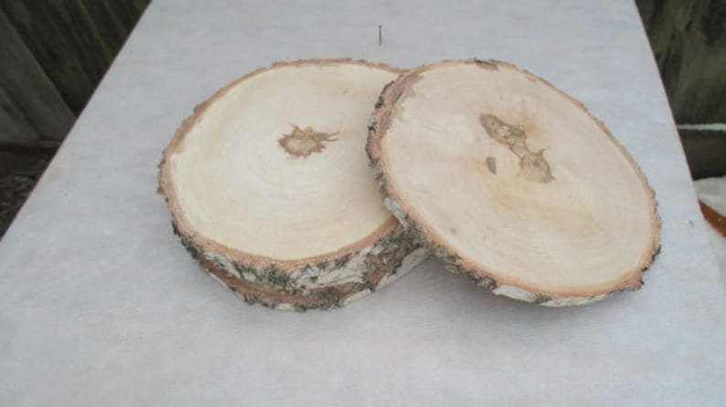 Birch Tree Slice, 10-11 Inch Birch Slice, Wood Slice, 1011 Wood Slice ...