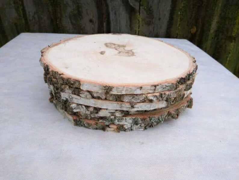 Birch Tree Slice, 10-11 Inch Birch Slice, Wood Slice, 1011 Wood Slice ...