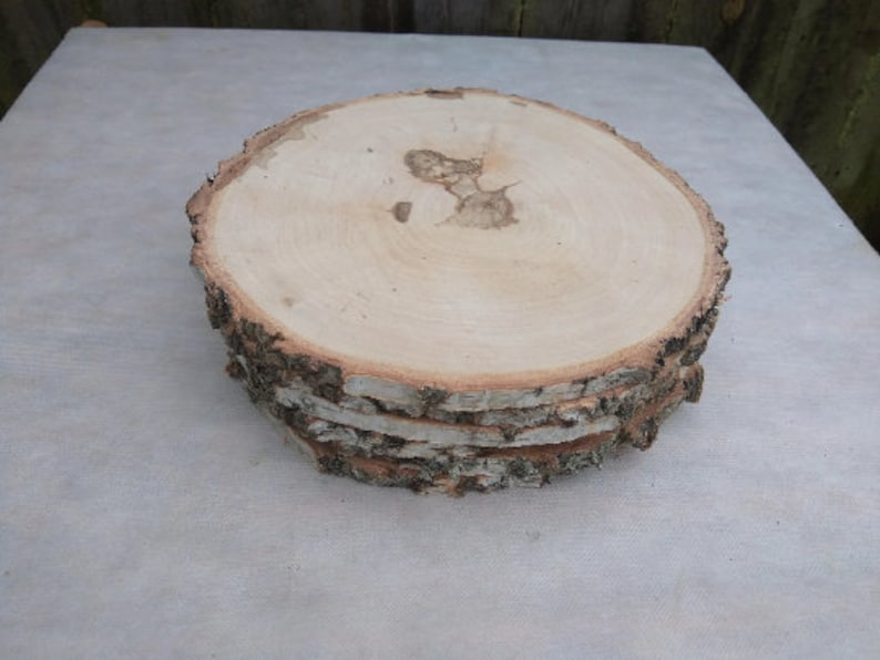 Birch Tree Slice, 10-11 Inch Birch Slice, Wood Slice, 10"-11" Wood ...