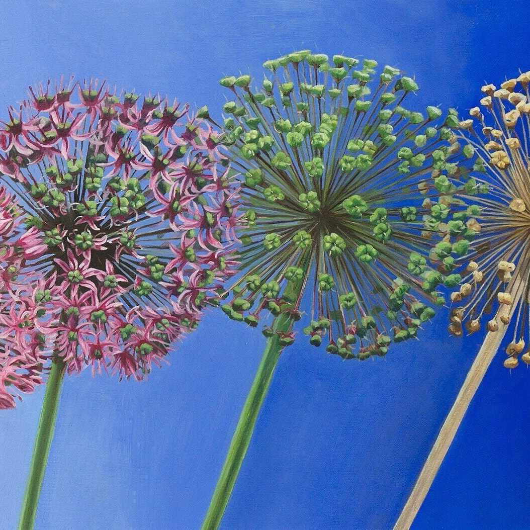 Allium Alliums Blue Pink Flower Flowers Fine Art Botanical Limited ...