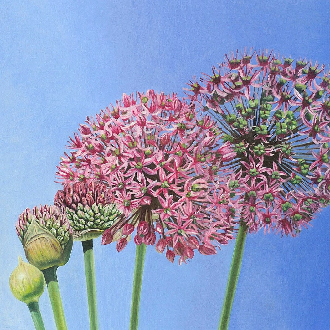 Allium Alliums Blue Pink Flower Flowers Fine Art Botanical Limited ...