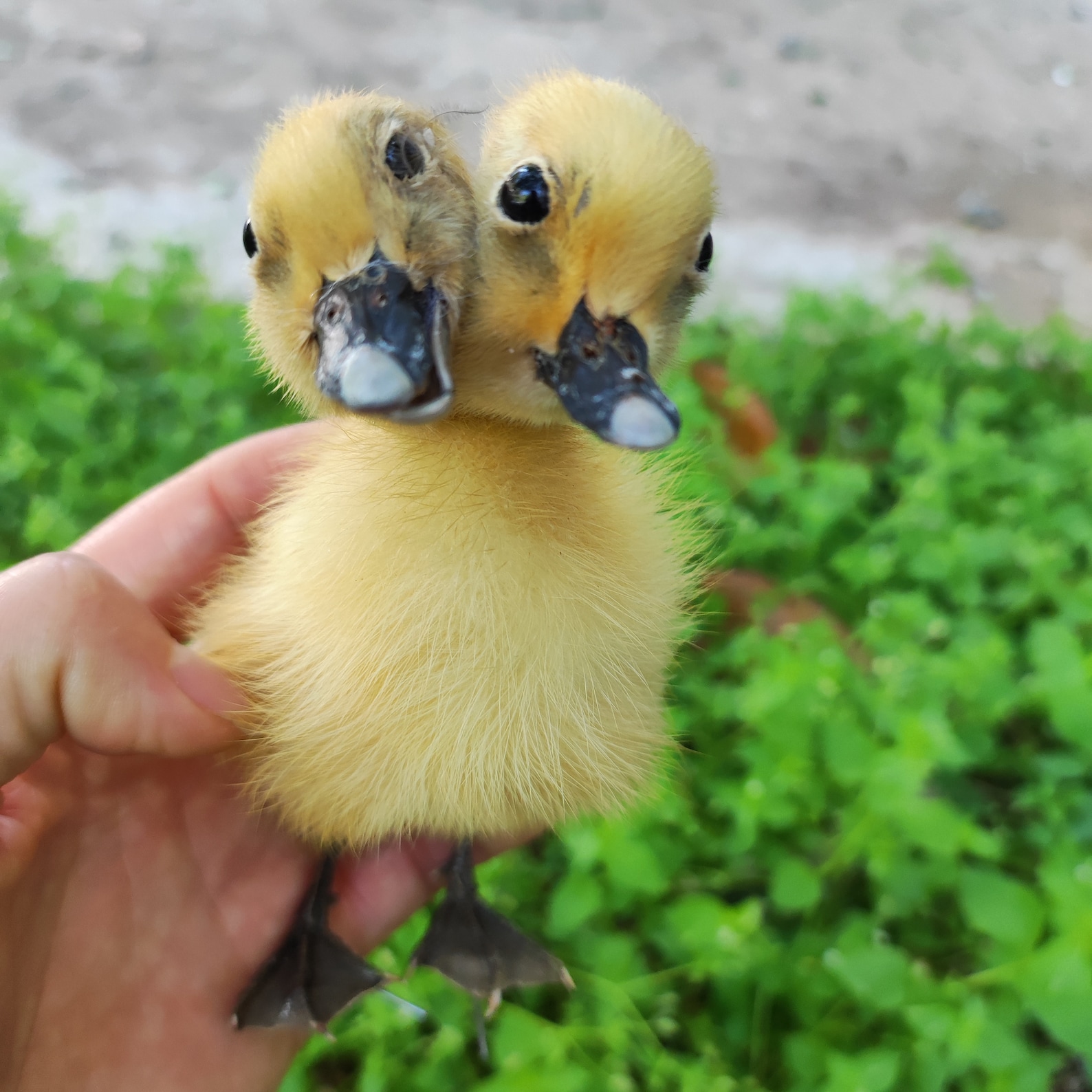 Stuffed Two Head Baby Duck Taxidermy Ornaments Oddities Curiosities ...