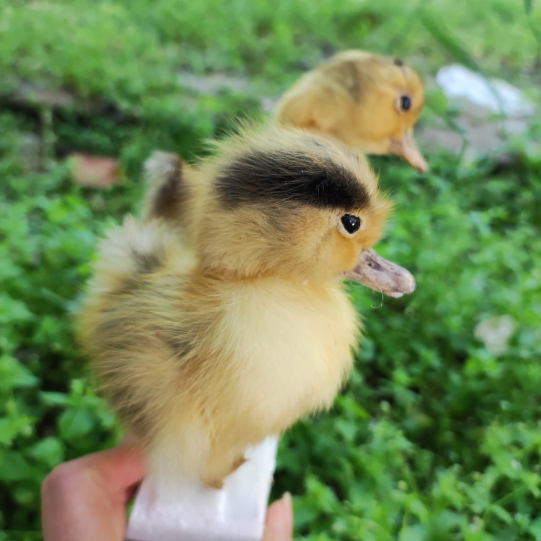 Stuffed Small Duck Baby Duck Taxidermy Ornament Oddities Curiosities ...
