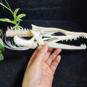 Get 1 Real Fish Skeleton,fish Bone,fish Taxidermy,in Natural Fish Bone ...