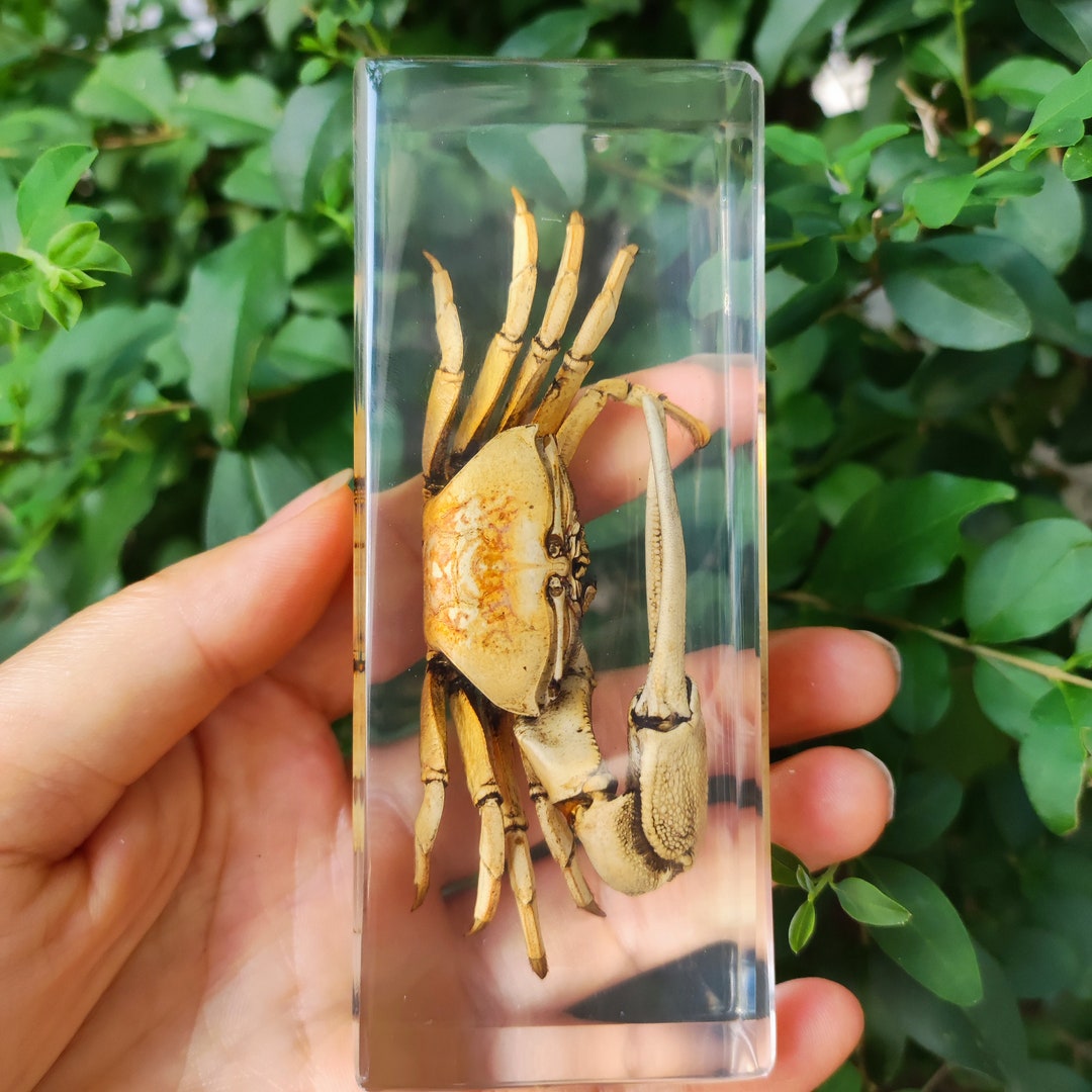 Natural Arc Edge Fiddler Crab Taxidermy in Transparent Lucite Block ...