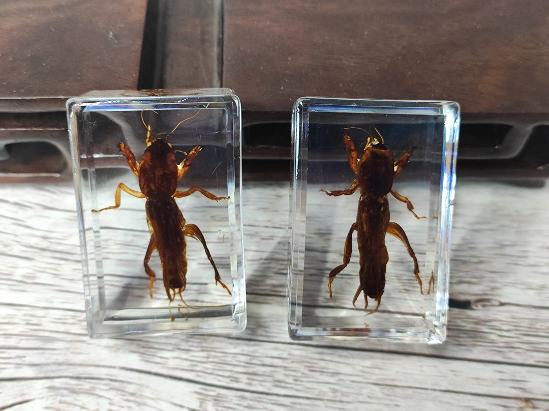 Get 1 Piece Real Insect Mole Cricket Small Insect Taxidermy in Resin ...