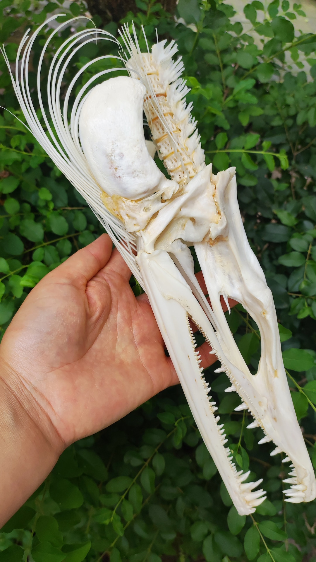 Real Deep Sea Fish Skull, Fish Skeleton, Fish Bone, Fish Taxidermy, Teaching Specimen Ornaments ...