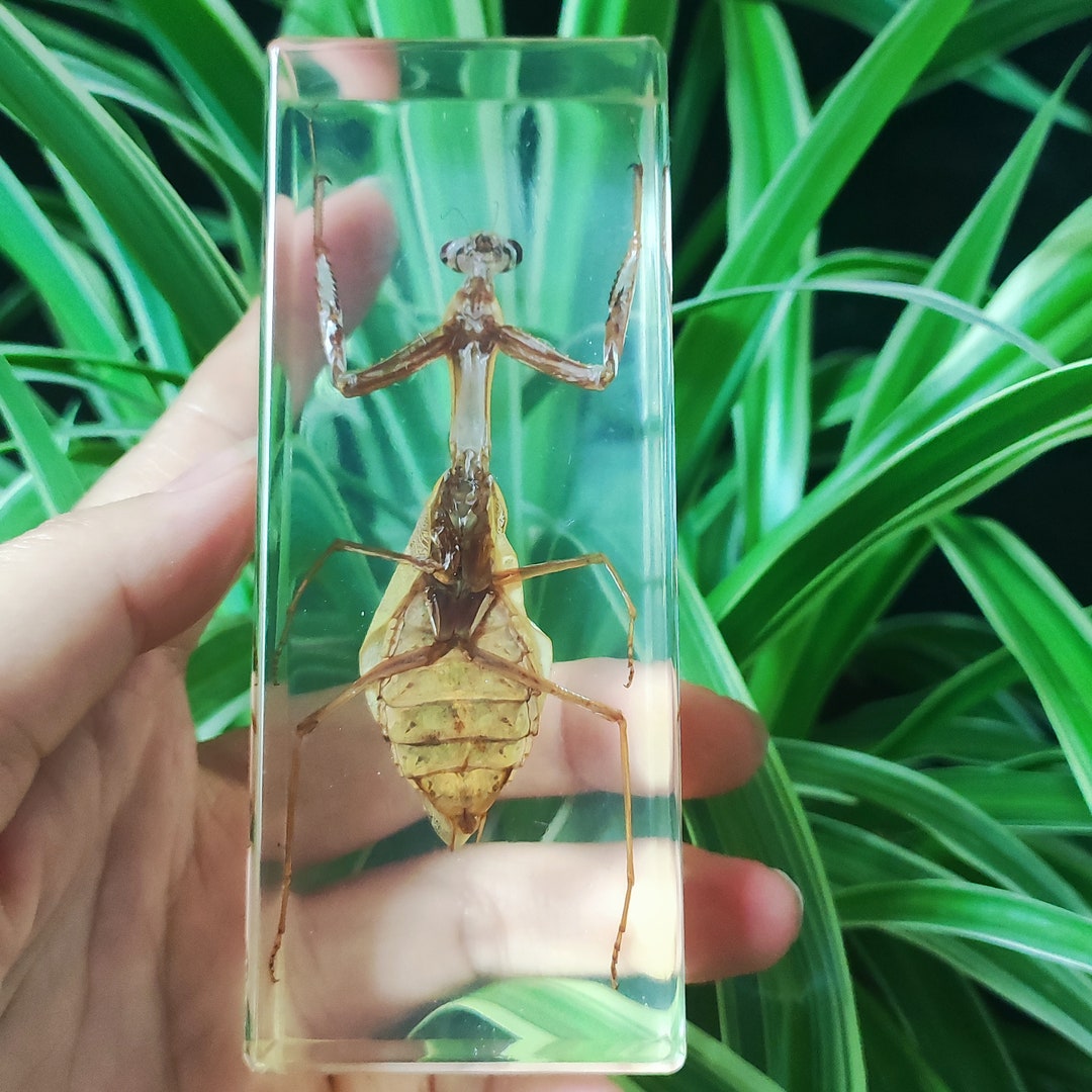 Get 1 Real Praying Mantis Taxidermy in Resin Block Charms Transparent ...