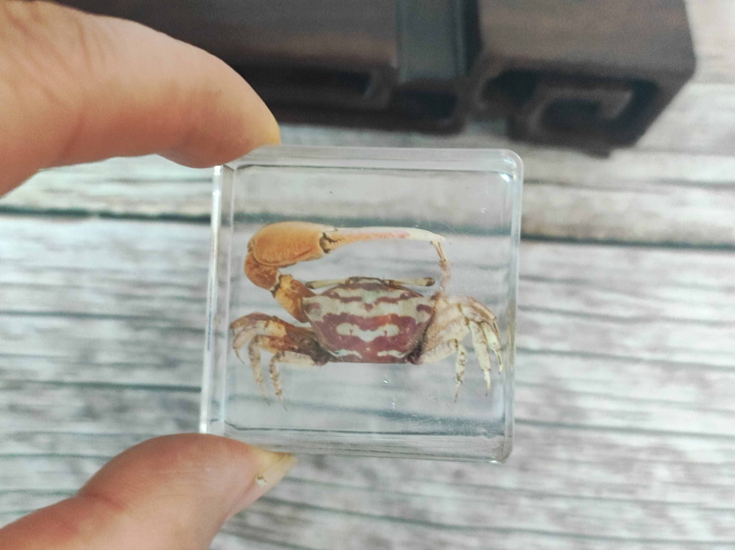 Get 1 Piece Real Crab Sea Animal Small Crab Taxidermy in Resin Block ...