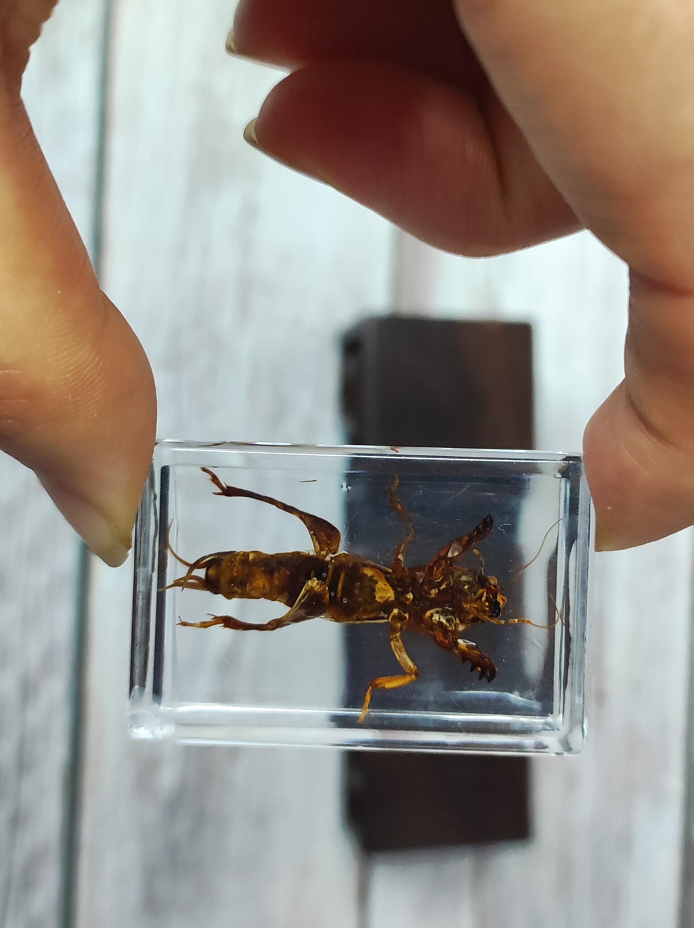 Get 1 Piece Real Insect Mole Cricket Small Insect Taxidermy in Resin ...