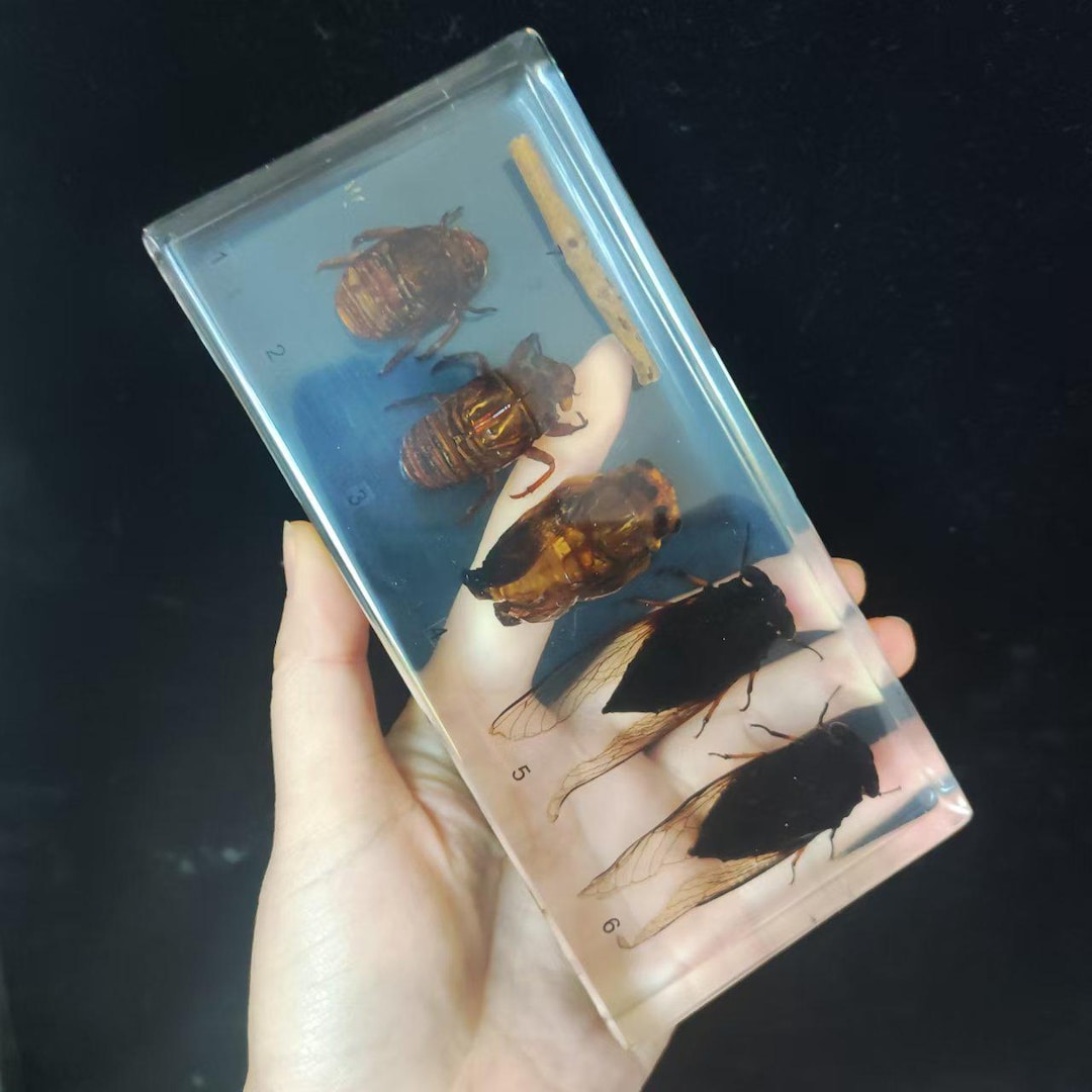 Real Crystal A Brief History of Cicada Growth Teaching Specimen ...