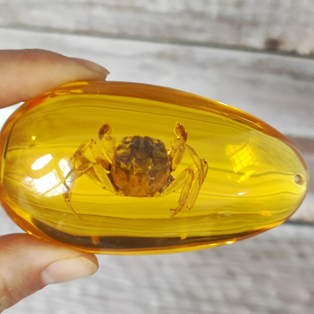 Natural Small Crab Taxidermy in Transparent Lucite Block Paperweight ...
