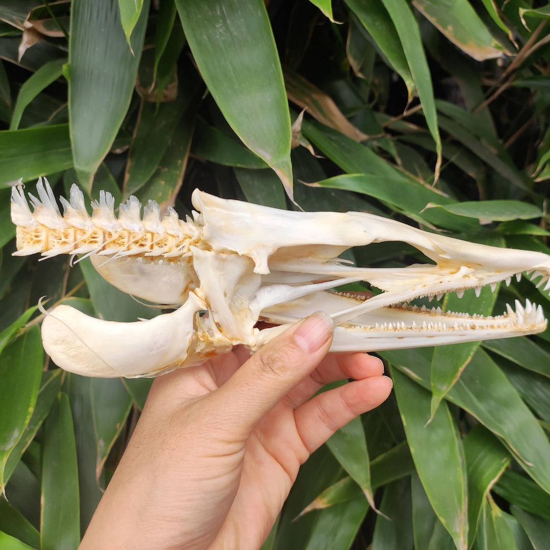 Real Deep Sea Fish Skull, Fish Skeleton, Fish Bone, Fish Taxidermy ...