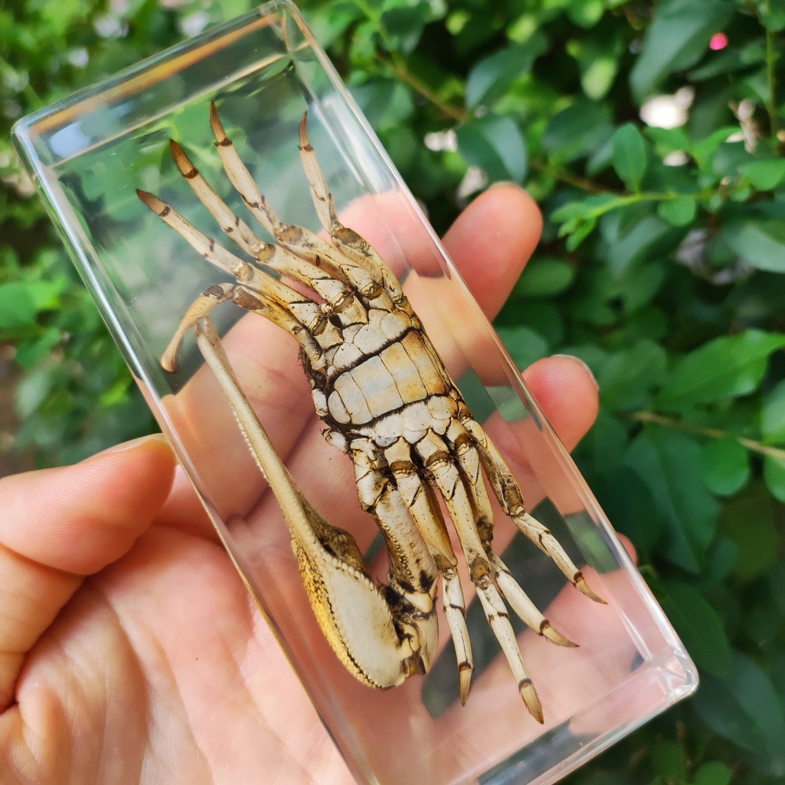 Natural Arc Edge Fiddler Crab Taxidermy in Transparent Lucite Block ...