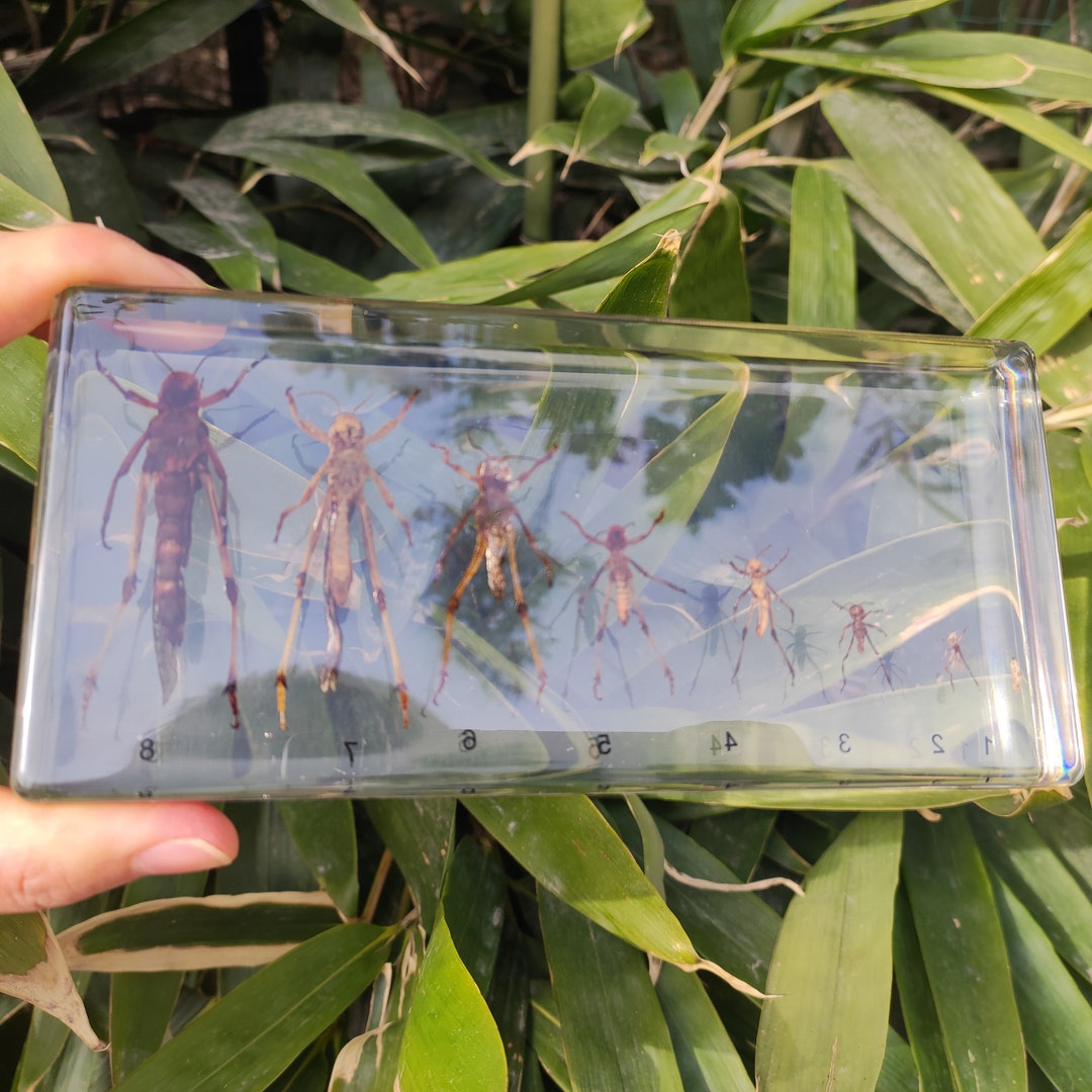 Real Locust Growth History Taxidermy in Resin Block Charms Transparent ...