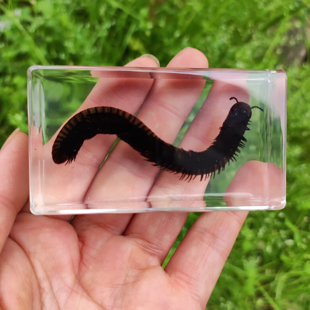Real Arthropod Representatives Specimen Taxidermy in Resin Block Charms ...