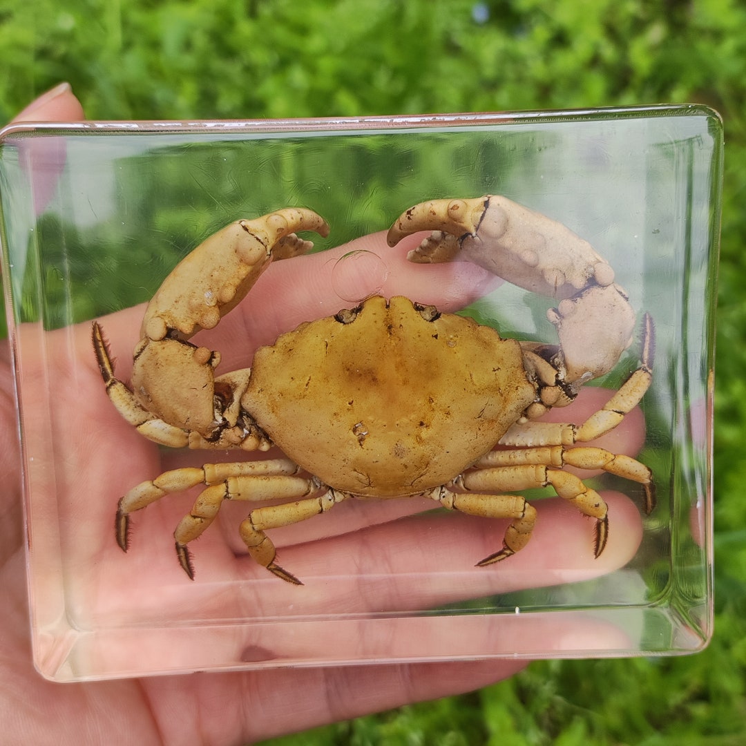 Natural Crab Taxidermy in Transparent Lucite Block Paperweight Deep Sea ...