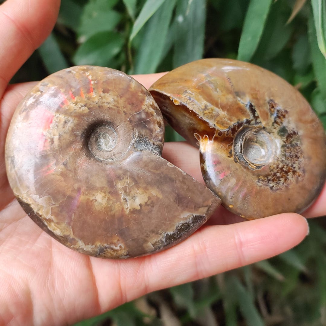 Get 1 Exquisite Vintage Tentacle Conch Fossil Display Specimen of ...